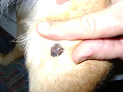 Moles On Dogs